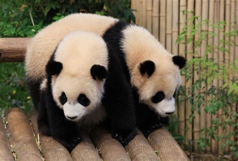 [포토]일반 공개 100일 맞은 에버랜드 쌍둥이 판다 아시아경제