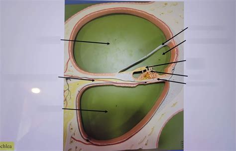 Aandp 2 Cross Section Of Cochlea Diagram Quizlet