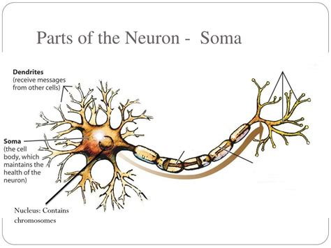 Ppt The Neuron Part I Powerpoint Presentation Free Download Id
