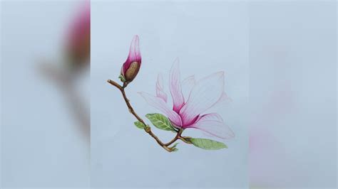 색연필로 그린 다육앤 And 꽃그림 Youtube