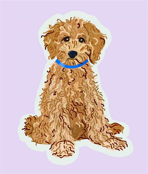 Vector Isolated Illustration Of Labradoodle 22312437 Vector Art At