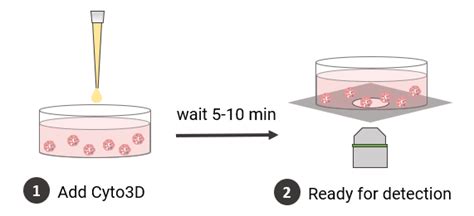 Live Dead Cell Viability Assay Kit For 3d 2d Cell Culture Thewell