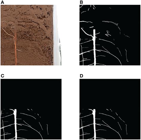 Frontiers A Method Of Cotton Root Segmentation Based On Edge Devices