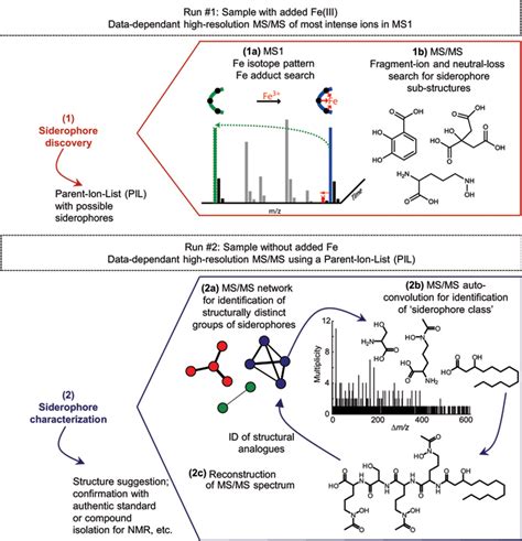 Small Molecule Lc Msms Fragmentation Data Analysis And Application To Siderophore