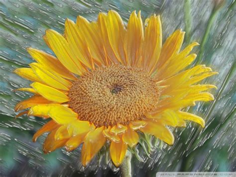 Moril Original 3d Flower Ultra Hd Desktop Background Wallpaper For