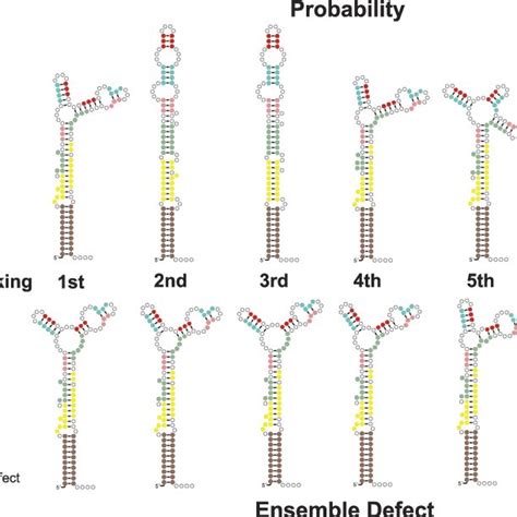 A Sample Of The Structures For A Trna Saccharomyces Cerevisiae Download Scientific Diagram