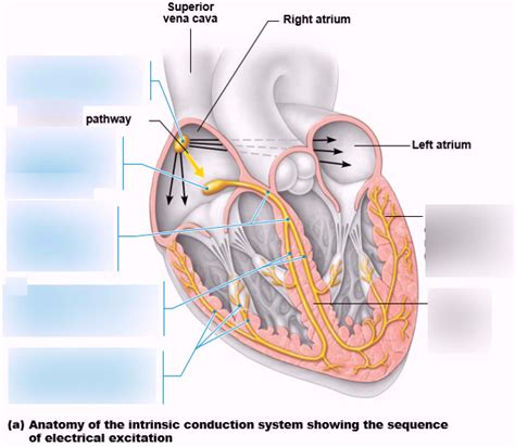 Subendocardial Conducting Network