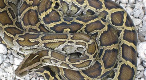 How Can We Prevent More Invasions From The Burmese Python