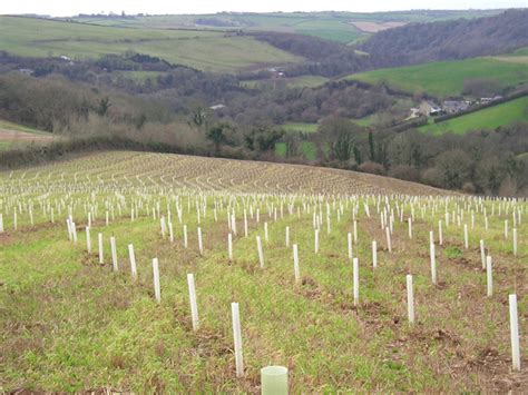 Treat Yourself To Tubex Tree Guards Project ODS