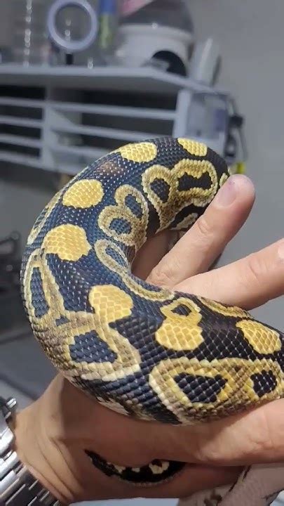 My Handsome Boy Is Ready To Shine 😉👌 Pythonregius Ballpython Exotics