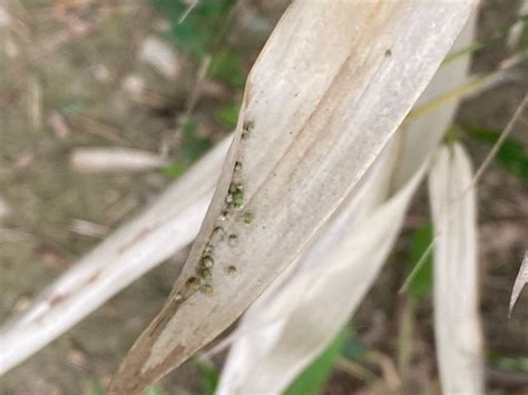 대나무 벌레 지식in