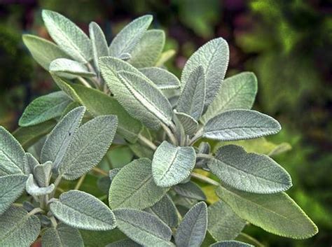 세이지 잎 효능 및 성분 세이지차 부작용