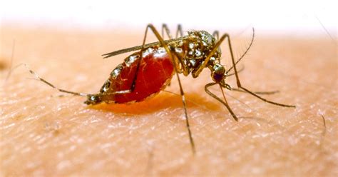 How Many Different Speciestypes Of Mosquitoes Are There 3