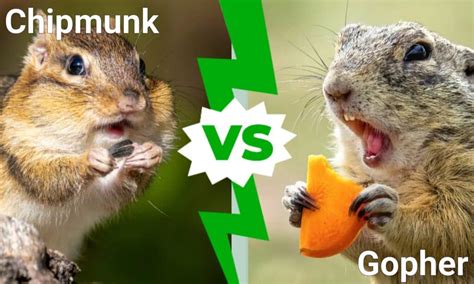 Chipmunk Vs Gopher What Are The Differences Imp World