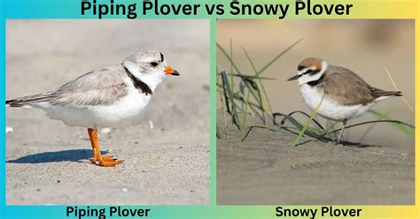 Piping Plover Vs Snowy Plover 7 Surprising Facts I Learned