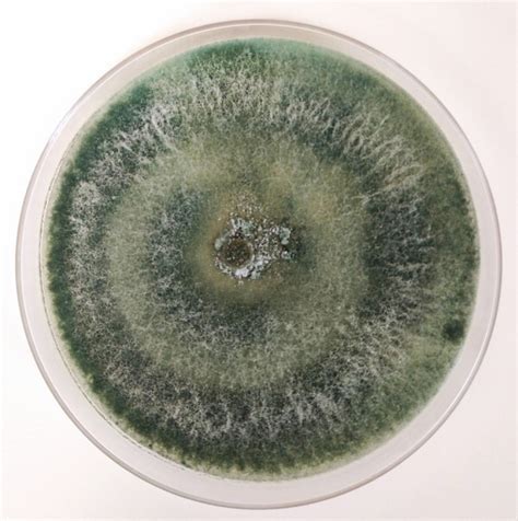 Sequencing And Analysis Of The Entire Genome Of The Mycoparasitic Bioeffector Fungus Trichoderma