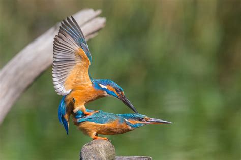 Bird Cloacal Kiss