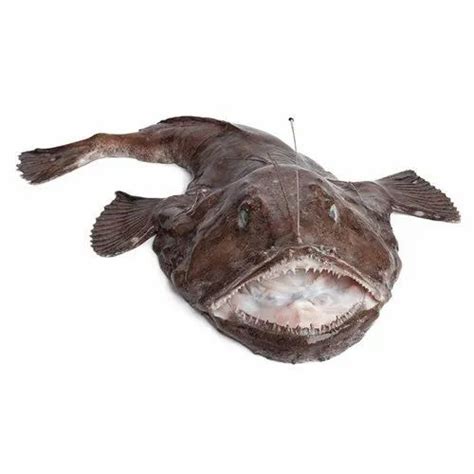 Fresh Monk Fish At ₹ 435kg Fish In Jagatsinghapur Id 25444281248
