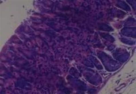 Novus Biologicals™ Mouse Multi Organ Tissue Microarray Normal Mouse