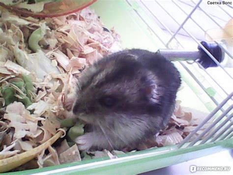 Сирийский хомяк «хомяки как игрушки фото отзывы
