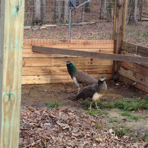 Peacock Coop Page 2 Backyard Chickens Learn How To Raise Chickens