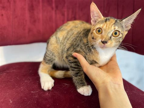 코리안숏헤어 제인 요크셔테리어무료입양사이트 웰시코기무료입양사이트 이탈리아그레이하운드무료입양사이트 치와와무료입양사이트 코카스파니엘무료입양사이트 폼스키무료입양사이트 폼치무료입양