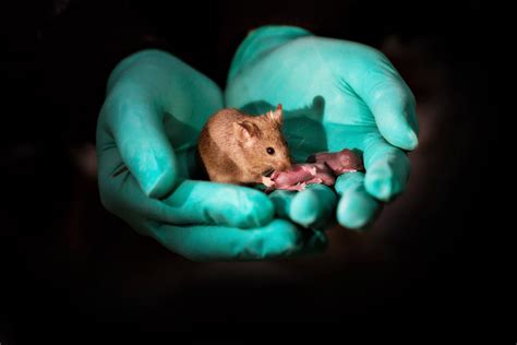 Scientists Breed Mice From Single Sex Parents Breaking The Rules Of Reproduction