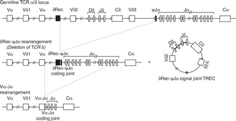Sequential Rearrangements In The T Cell Receptor TCR A D Locus Download Scientific Diagram