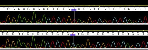 The Nonsense Ovine Bco2 Mutation The Figure Is Showing The Sequence