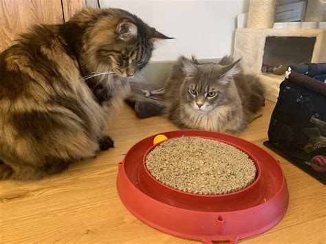 When Do Maine Coon Cats Stop Growing Maine Coon Central