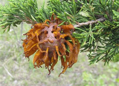 Evergreen Fungus Disease