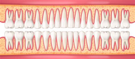 턱 벡터 일러스트 레이 션에 현실적인 치아와 인간의 치과 해부학 개념 무료 벡터