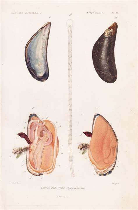 Mollusques Pl 89 1 Moule Comestible Mytilus Edulis Miesmuscheln Muscheln Sea Shells