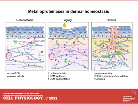 Metalloproteinases In Dermal Homeostasis American Journal Of