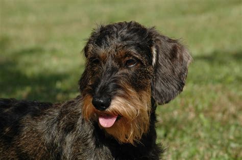 Kostenlose Foto Strand Haustier Jagdhund Wirbeltier Hunderasse