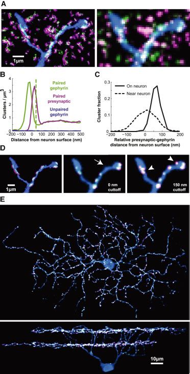 Mapping Synaptic Input Fields Of Neurons With Super Resolution Imaging Cell