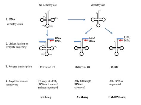 Research Methods For Detection And Quantitation Of RNA Modifications