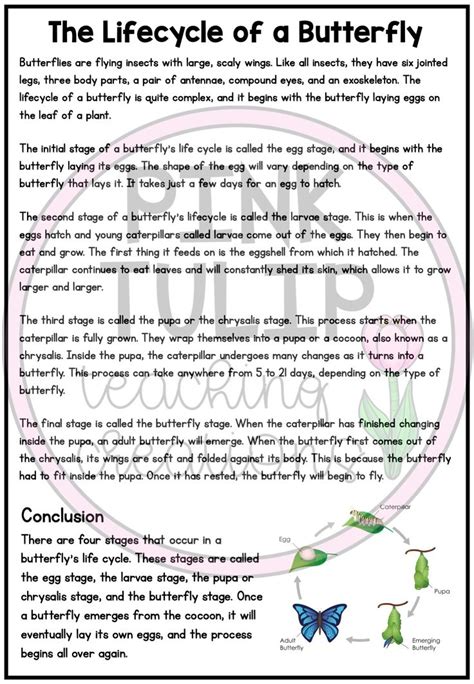 Explanation Text The Lifecycle Of A Butterfly Explanation Writing Explanation Text