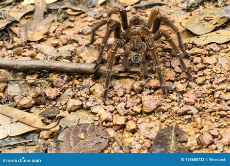 Goliath Bird Eating Spider Eating Chicken Goliath Bird Eating Spider Eating Chicken