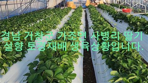 231020금 경남거창가조사병 설향토경딸기생육상황 짝병위황병예방치료 딸기탄저병예방치료 흰가루예방치료 잿빛곰팡이예방치료 가조농약종묘사 상담010 7258