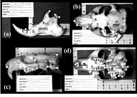 Figure 1 From Missing The Third Dimension In Geometric Morphometrics