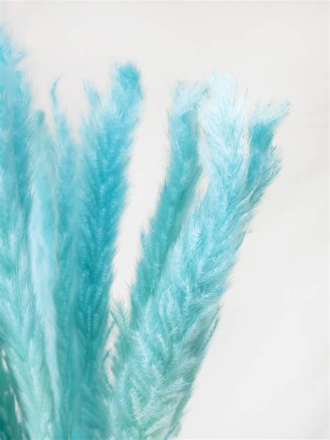 Пампасна трава Fluffy бірюзова купити в Україні за низькою ціною • Dfb Elements