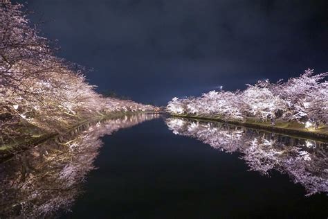 咲き始め～5分咲きの楽しみ方 弘前さくらまつり Hirosaki Cherry Blossom Festival
