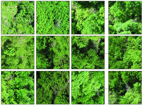 基于改进yolov4 Tiny的无人机影像枯死树木检测算法