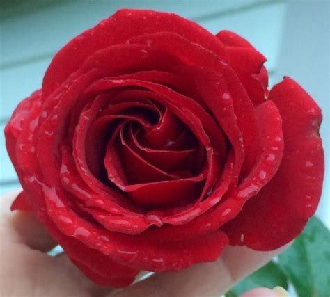 Зимняя Роза в саду в Норвегии 🇳🇴 ️🌹 | Flowers, Rose, Plants