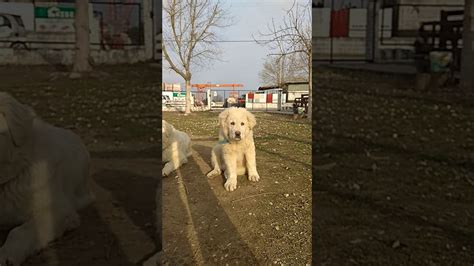 Ελληνικος ποιμενικος κουταβι Youtube