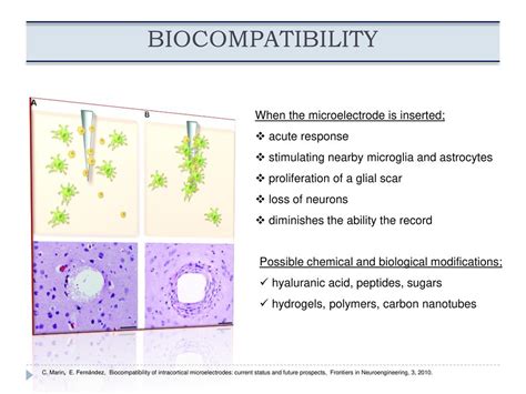 Intracortical Microelectrodes Ppt Download