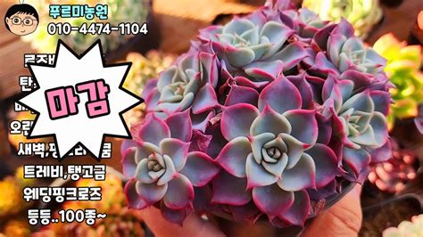 12월 28일🩷예쁜아이만 모여있다고 소문난 단품100종이예요 다육판매다육식물korean Succulent Plants 多肉植物 쇼핑숨막히게예쁜다육다육농장카드