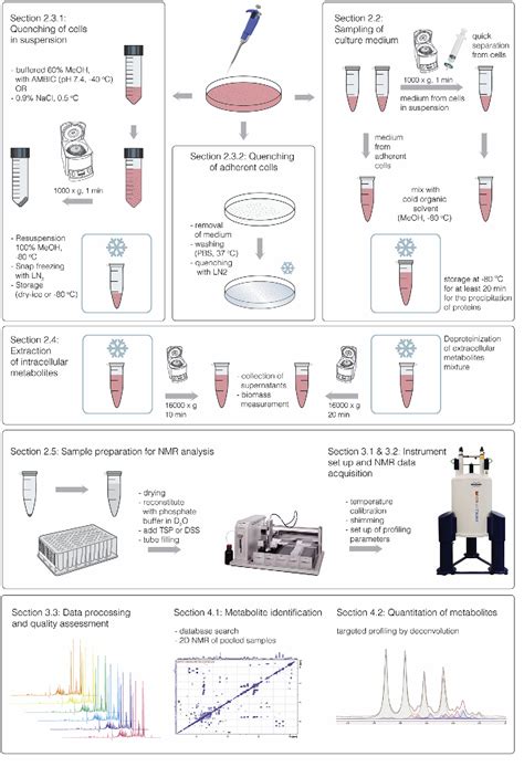 Figure 1 From Quantitative NMR Analysis Of Intra And Extracellular Metabolism Of Mammalian