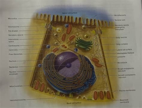 Cell Structure And Function Flashcards Quizlet